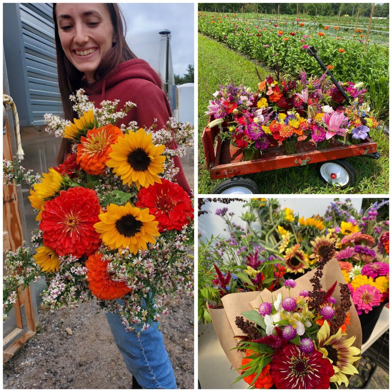 You-Cut Flower Patch Subscription | Farmfield Greenhouses 367 Carl ...