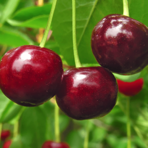 Cherry Tree Kristin | Farmfield Greenhouses 367 Carl Broggi Hwy Lebanon ...